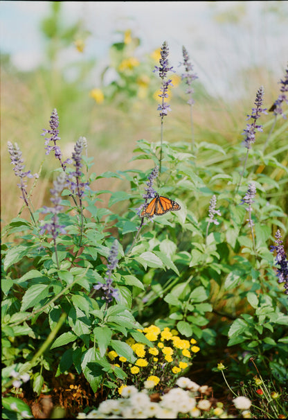 LUCKY COLOR 200 120 Medium Format Color Negative Film – Coastal Film Lab